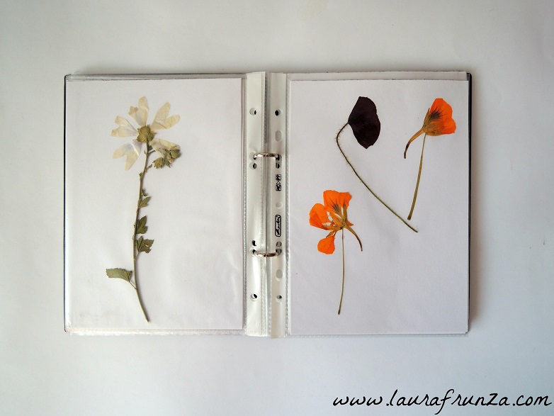 Ierbar cu... suveniruri uscate culese din călătoriile noastre