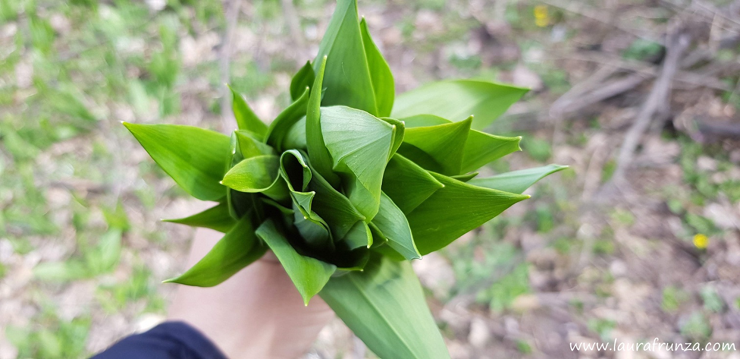 Darurile naturii: plante sălbatice de cules primăvara din flora spontană